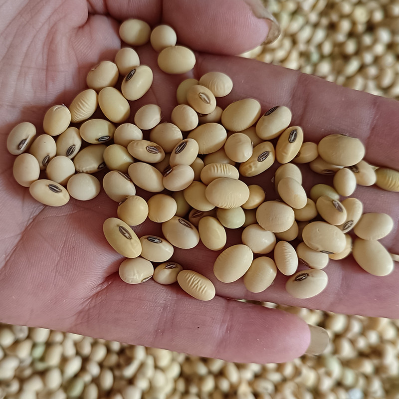 重庆农家自种新鲜黄豆水白豆冬豆浆豆类杂粮大豆非转基因五斤包邮