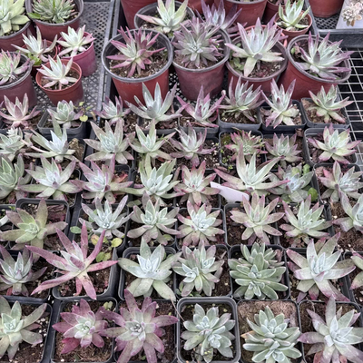 爱杜丽斯圆盆适合盆栽阳台