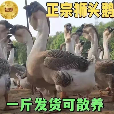 小鹅活体一斤正宗特大种狮头鹅潮汕特大狮子头鹅灰狮头鹅活体宠物