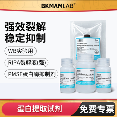 蛋白提取试剂RIPA裂解液强