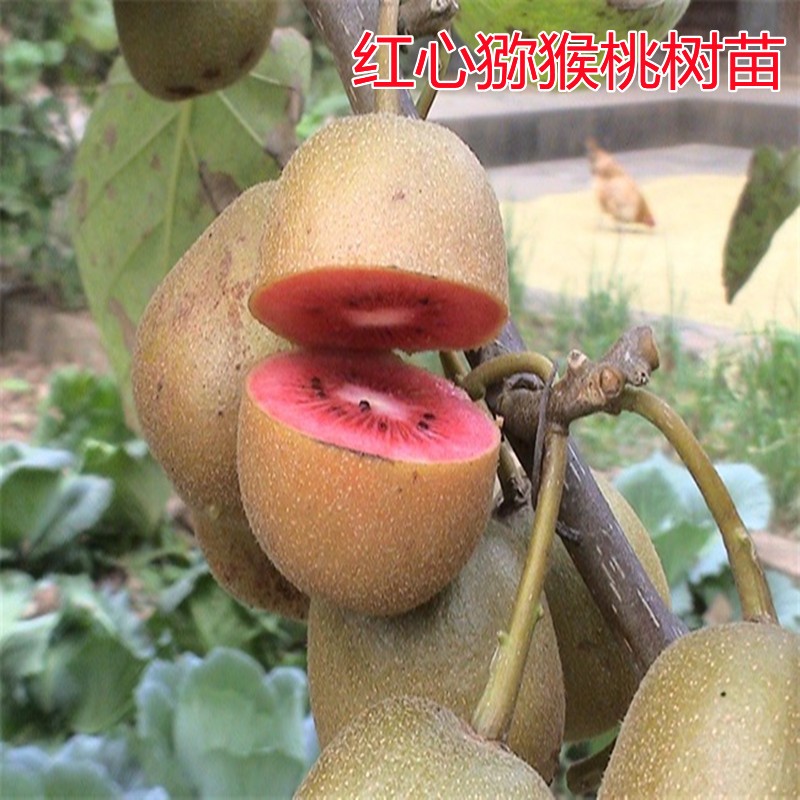 嫁接红心猕猴桃树苗南方北方种植盆栽地栽黄心猕猴桃当年结果树苗