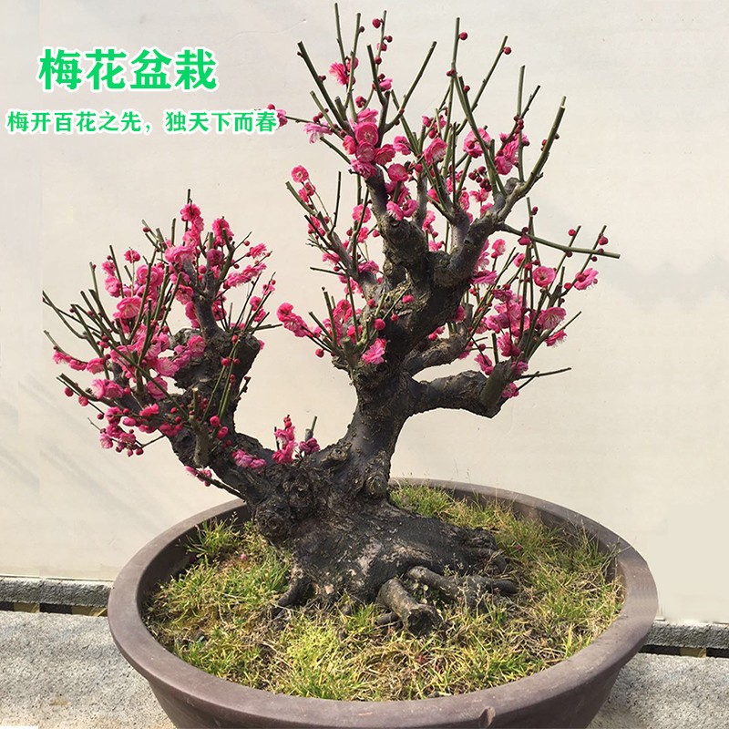 四季梅花盆栽树苗腊梅红梅盆景带花苞耐寒花卉观花植物室内浓香型
