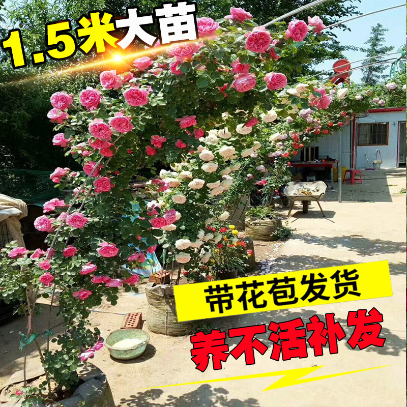 1.5米蔷薇花苗藤本欧月季花卉爬藤植物庭院玫瑰爬墙攀援阳台盆栽