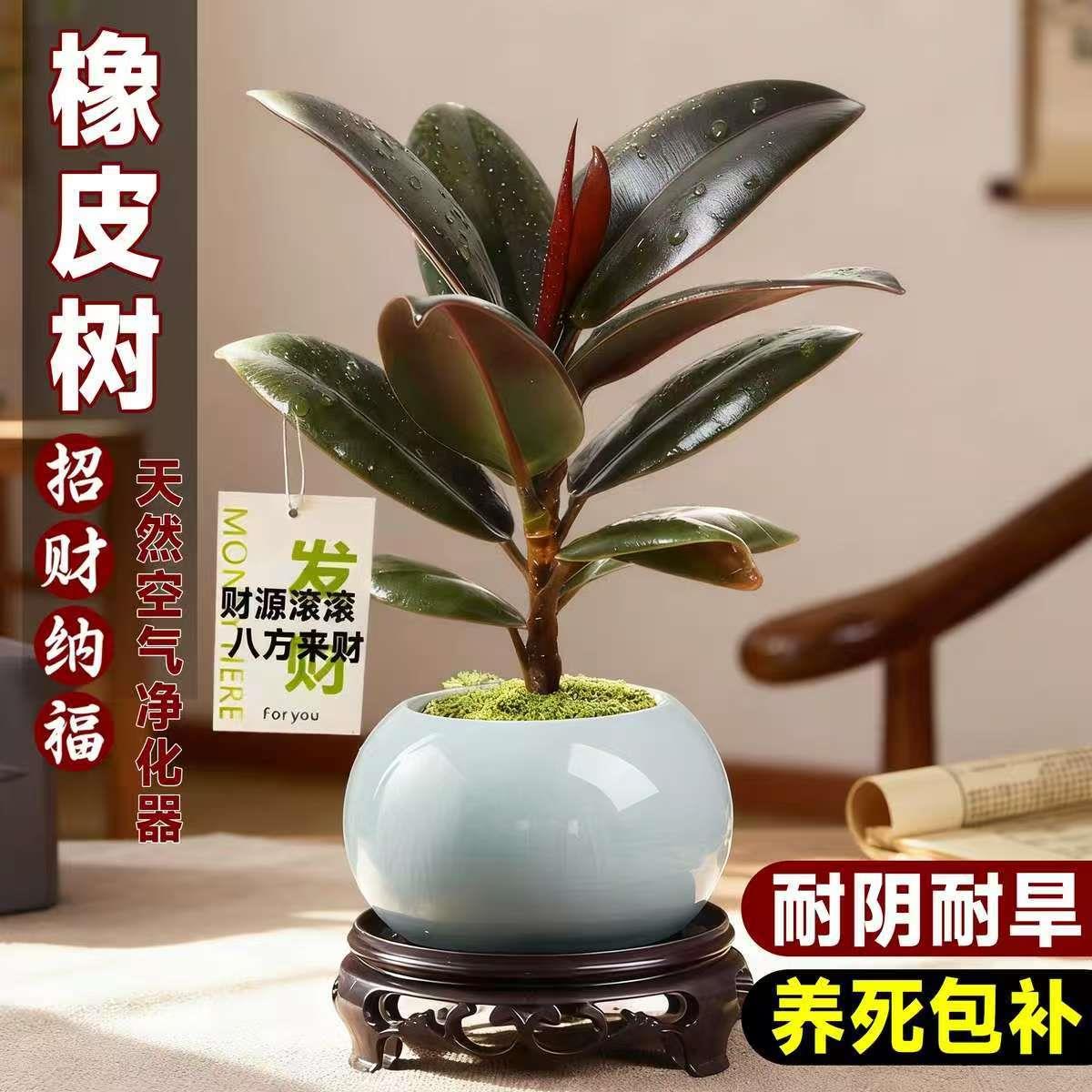 好养橡皮树净化植物空气黑金刚绿植盆栽四季常青室内办公桌盆栽