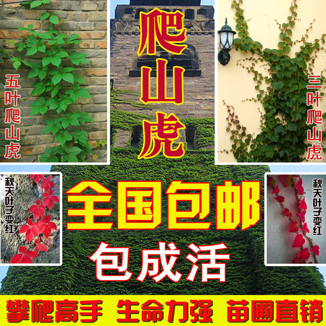 庭院植物 爬山虎5年大苗 爬墙虎 爬藤植物攀援爬墙花卉