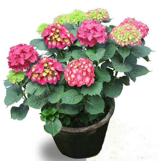 盆栽地栽花卉绿植 八仙绣球花苗 绣球花 开花大苗 八仙花 幸运花