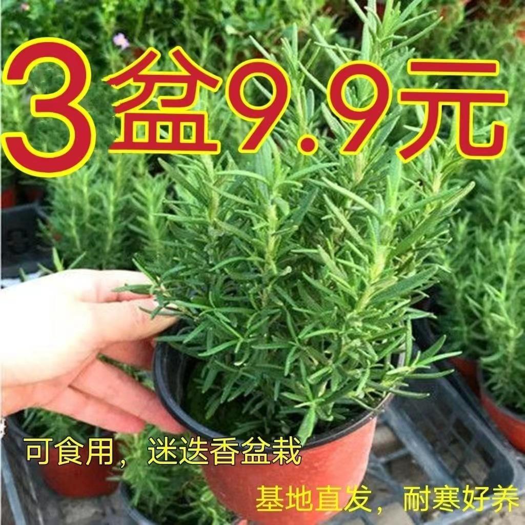 苗盆栽可食用驱蚊植物香草薄荷苗水培花卉绿植物室内煎牛排