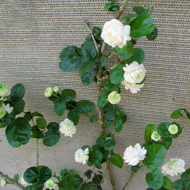 重瓣虎头茉莉花苗大花浓香盆栽客厅绿植三叶茉莉四季开花庭院植物