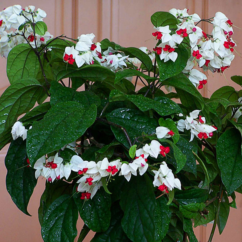 阳台盆栽花卉白花龙吐珠庭院藤本绿植龙吐珠花苗四季开花攀爬植物