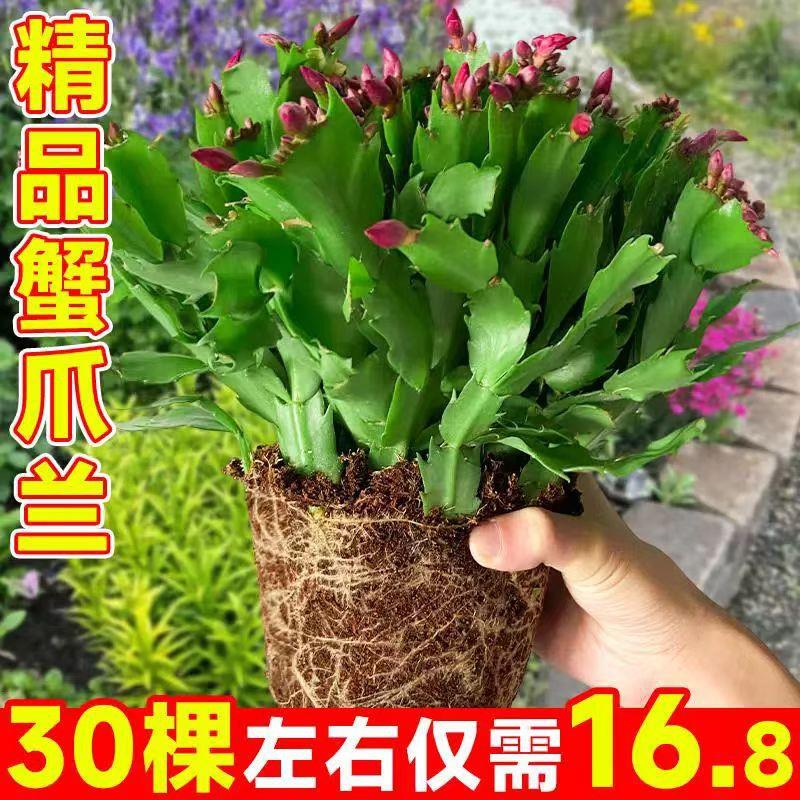 居家懒人花卉耐寒易活蟹爪兰重瓣新品室内阳台花卉 带花苞发货