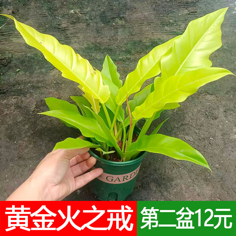 黄金火之戒蔓绿绒盆栽室内办公客厅办公桌面四季常青耐阴好养花卉