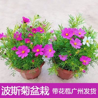 波斯菊格桑花带花苞室外阳台庭院