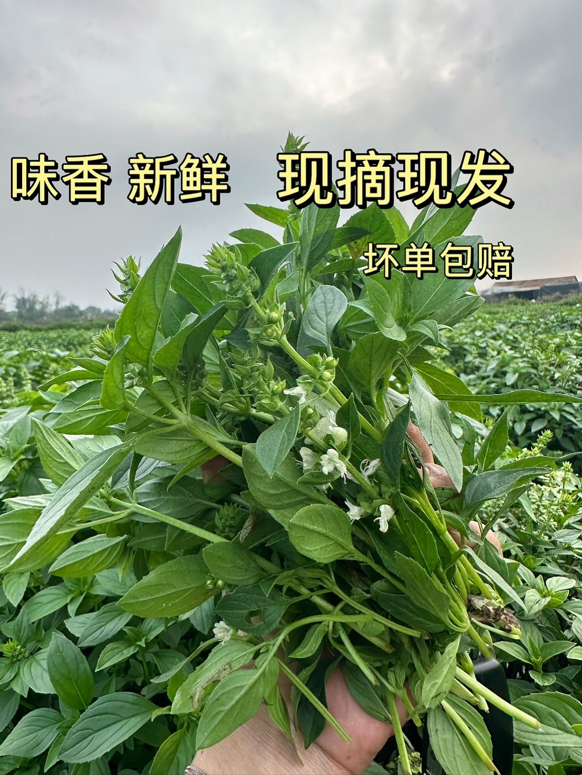 新鲜九层塔食用新鲜香料金不换红骨绿骨罗勒叶西餐料理配料三杯鸡