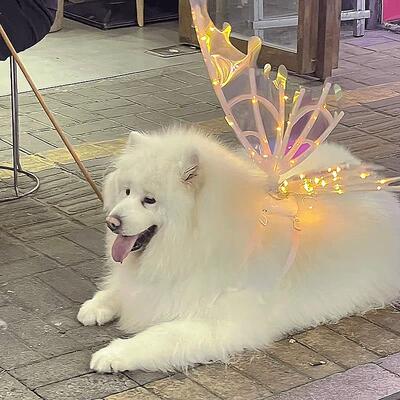 狗狗蝴蝶翅膀电动发光可煽动胸背围脖圈装饰不带牵引绳2024新款