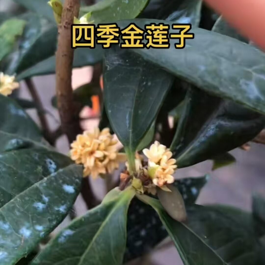 嫁接金莲子桂花四季型桂花结籽桂莲子桂四季金庭院耐寒植物