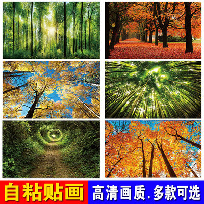 高清自然风景贴画原始森林公园雨林树木护眼绿色草地阳光墙贴纸画