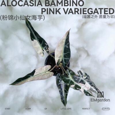 粉锦小仙女海芋种球 Alocasia Bambino Pink Variegated Bulb
