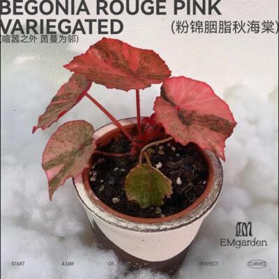 EMgarden|粉锦胭脂锦秋海棠 Begonia Rouge Pink Variegated