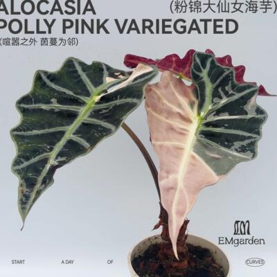 粉锦大仙女海芋种球 Alocasia Polly Pink Variegated Bulb