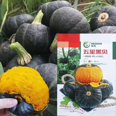 五星黑贝南瓜种子种子早熟南瓜黑皮纯种板栗高产香甜南瓜种子