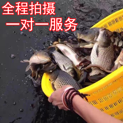 淡水鱼泥鳅锦鲤鱼类乌龟