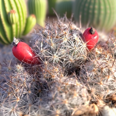 红果仙人球松霞乳突阳台四季好养