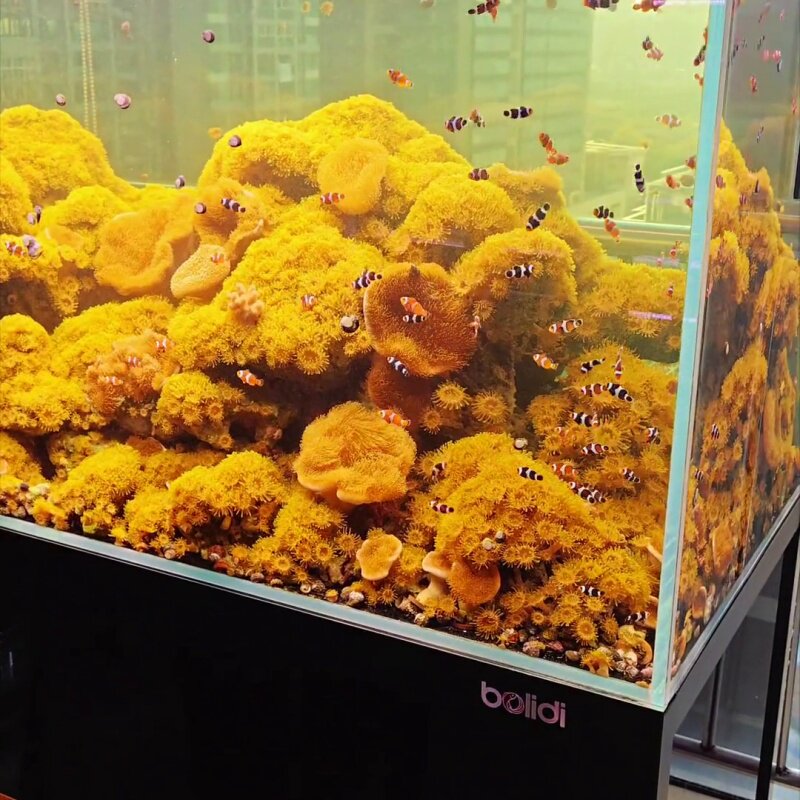 【50个】马伽侬海葵马家农荧光绿海葵纽扣海葵软体lps净化珊瑚