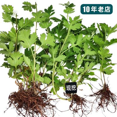 现挖药用野菊花苗，泡茶好饮品