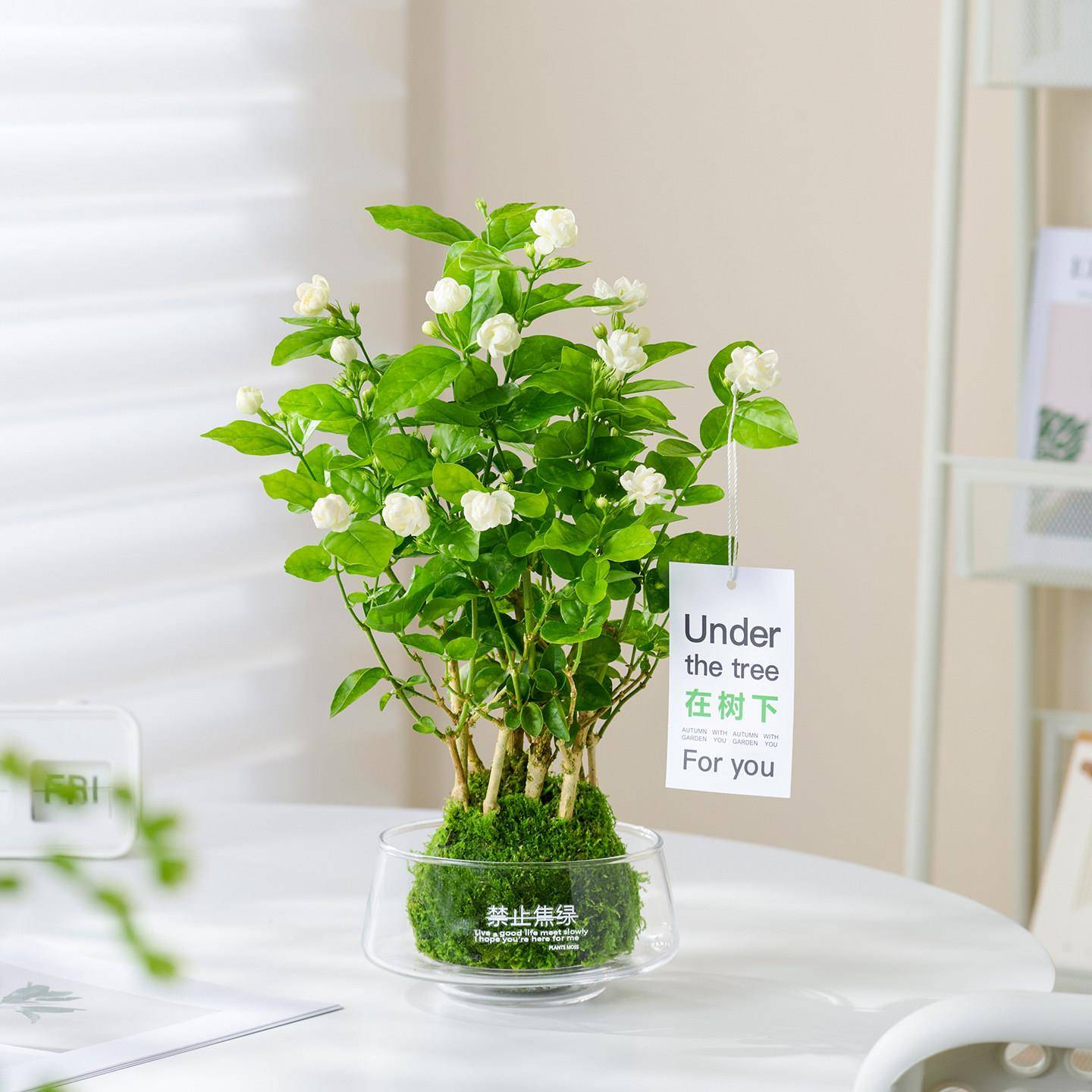 茉莉花盆栽带花苞苔藓球植物客厅办公室内浓香花卉绿植好养活缘植