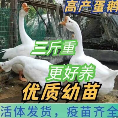 3斤四季鹅活体三斤狮头鹅活体6斤大白鹅活鹅三斤三花鹅产蛋王鹅皖