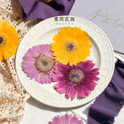 紫红色非洲菊干花标本