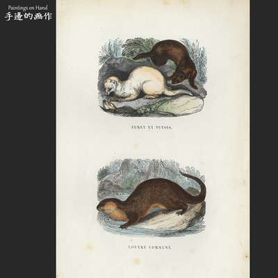 法国1873年古董手工上色木刻版画博物装饰画/Buffon/雪貂  水獭