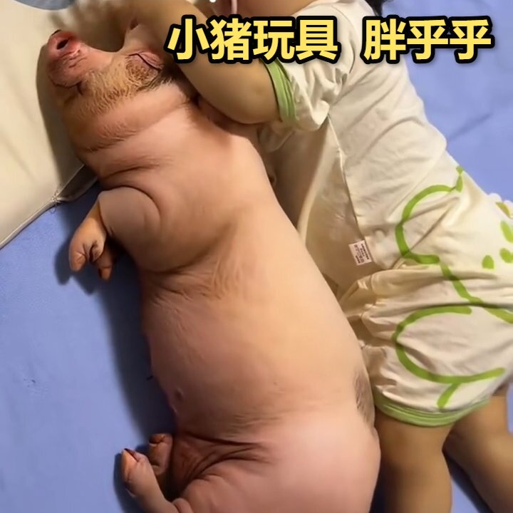网红同款可爱仿真猪抱枕丑萌挂件玩偶公仔送闺蜜节日礼物陪睡动物