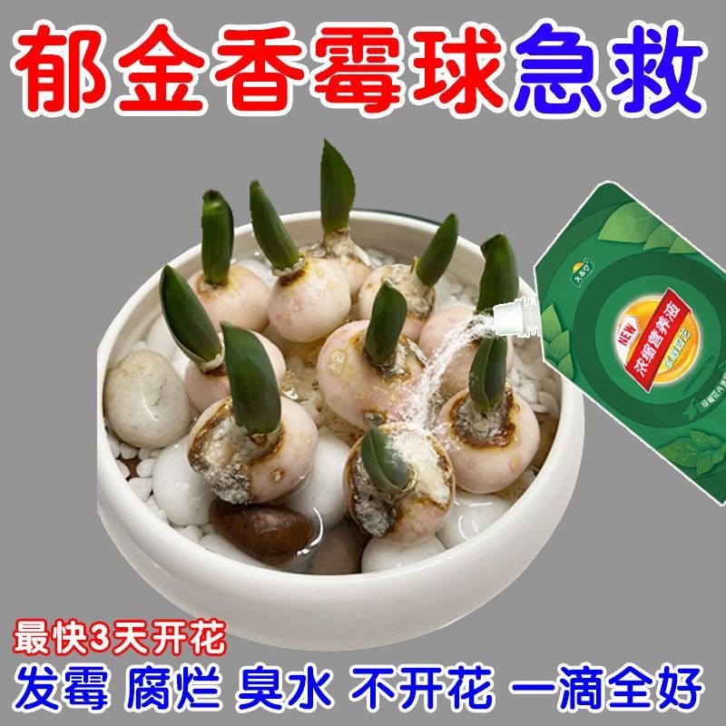 【一滴疯长】郁金香水培营养液治发霉腐烂促发芽开花专用新型肥料