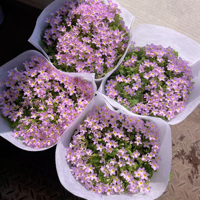 易爆花颜值高安徽羽叶报春