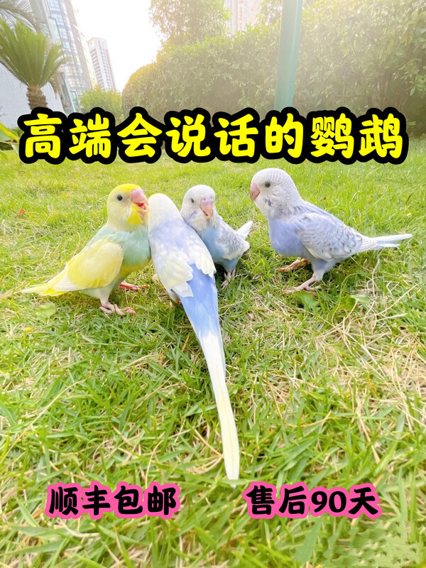 会说话的虎皮鹦鹉活鸟真鸟手养宠物小型小鸟幼鸟活体活物观赏鸟类