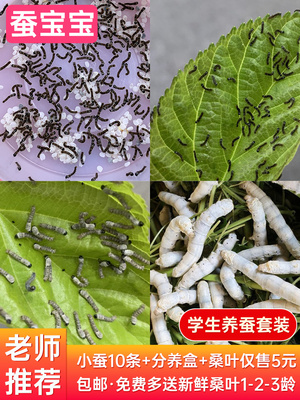 蚕宝宝学生养蚕套装桑叶新鲜活物养蚕卵蚕种蝉卵蚕子蚕虫全套工具