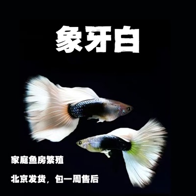 热带鱼象牙白孔雀鱼黄礼服母鱼精品小型鱼胎生鱼鱼缸观赏鱼好繁殖