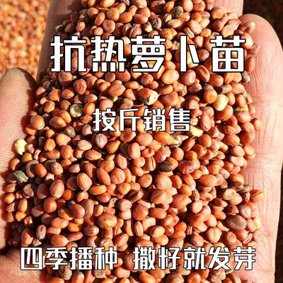 夏季耐热圆叶白萝卜种子