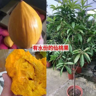 正宗嫁接耀堂仙桃果树苗南方庭院种植蛋黄果苗适合盆栽鸡蛋果树苗