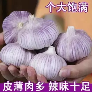 正宗河南开封紫皮大蒜头干蒜5斤批发2026新紫皮干蒜农家蒜米种子9