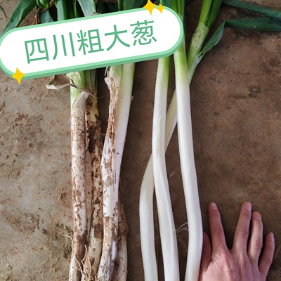 四川大葱新鲜本地葱黄细葱大葱长白带皮毛葱蘸酱嫩葱蔬菜青葱香葱