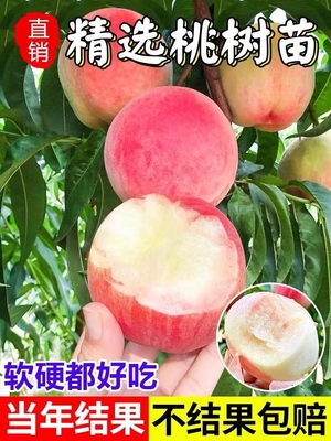 嫁接早熟水蜜桃树苗正宗冬黄桃树苗离核盆栽地栽南方北方四季种植