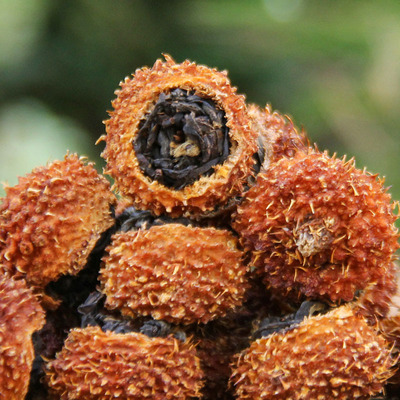 刺梨红茶富含VC云南特产古树茶凤庆滇红茶贵州野生刺梨果冷泡奶香