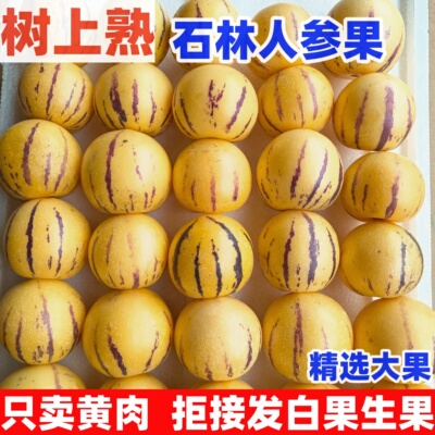 云南石林树上熟人参果人生果水果圆果大果新鲜现摘黄肉黄心人叁果