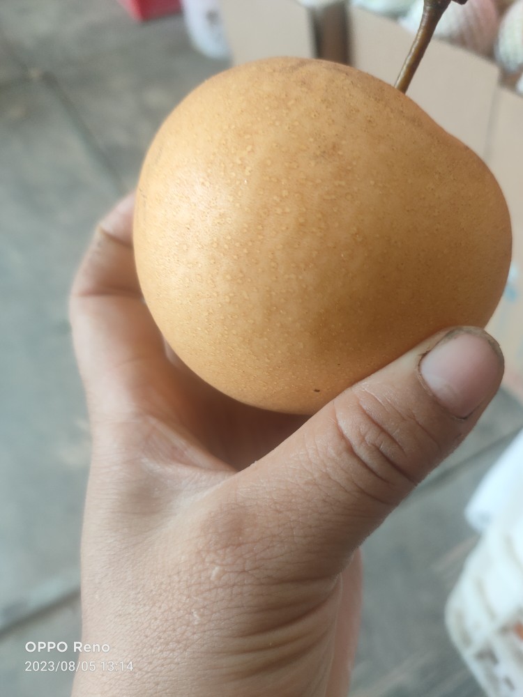湖南资兴市清江【黄金梨】推荐十斤装/箱,不忘7—8月份水果