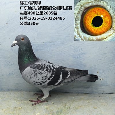 鸽主:翁筑绵 汕头龙湖赛鸽公棚附加赛 决赛490公里2685名 成绩鸽