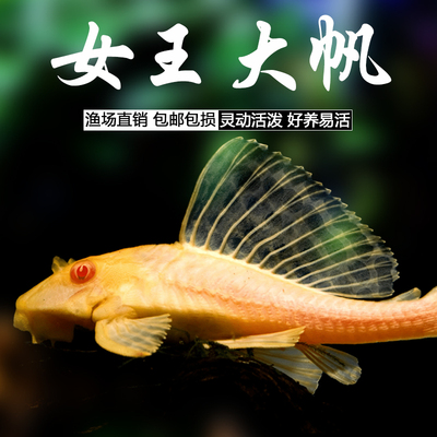 女王大帆黄金红眼清道夫鱼