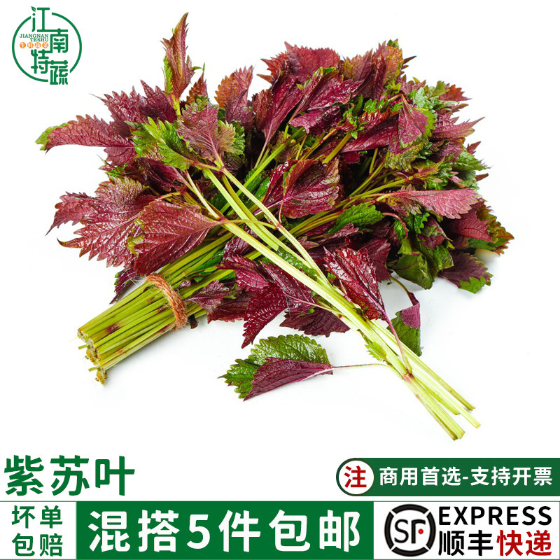 新鲜紫苏叶饭店 做鱼虾蛙去腥绝配菜食用农家自种现摘苏子叶500克