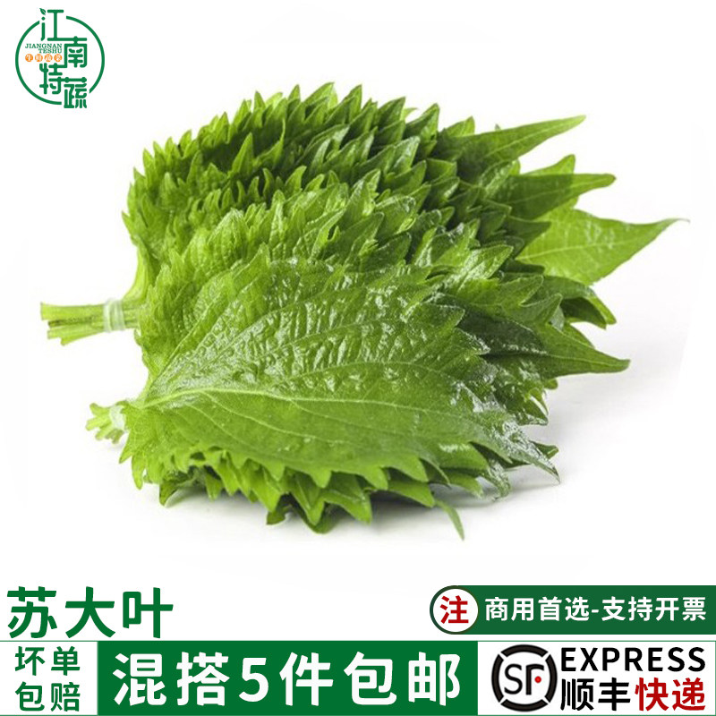 新鲜紫苏叶苏大叶35g寿司叶海鲜去腥杀菌包烤肉菜鲜苏子叶新鲜